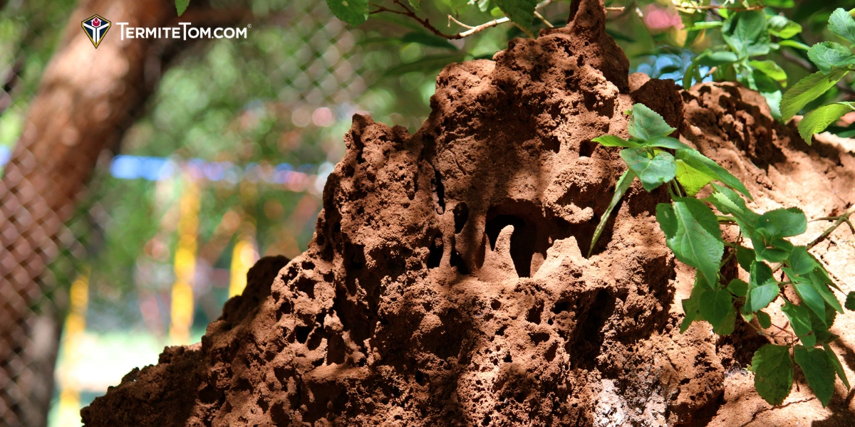 Termite Swarm Season — All You Need to Know