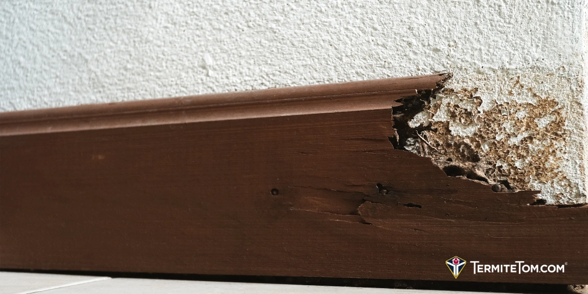 Dothan, AL, Termite Damage Lawyer | 19,000+ Cases Won & Counting